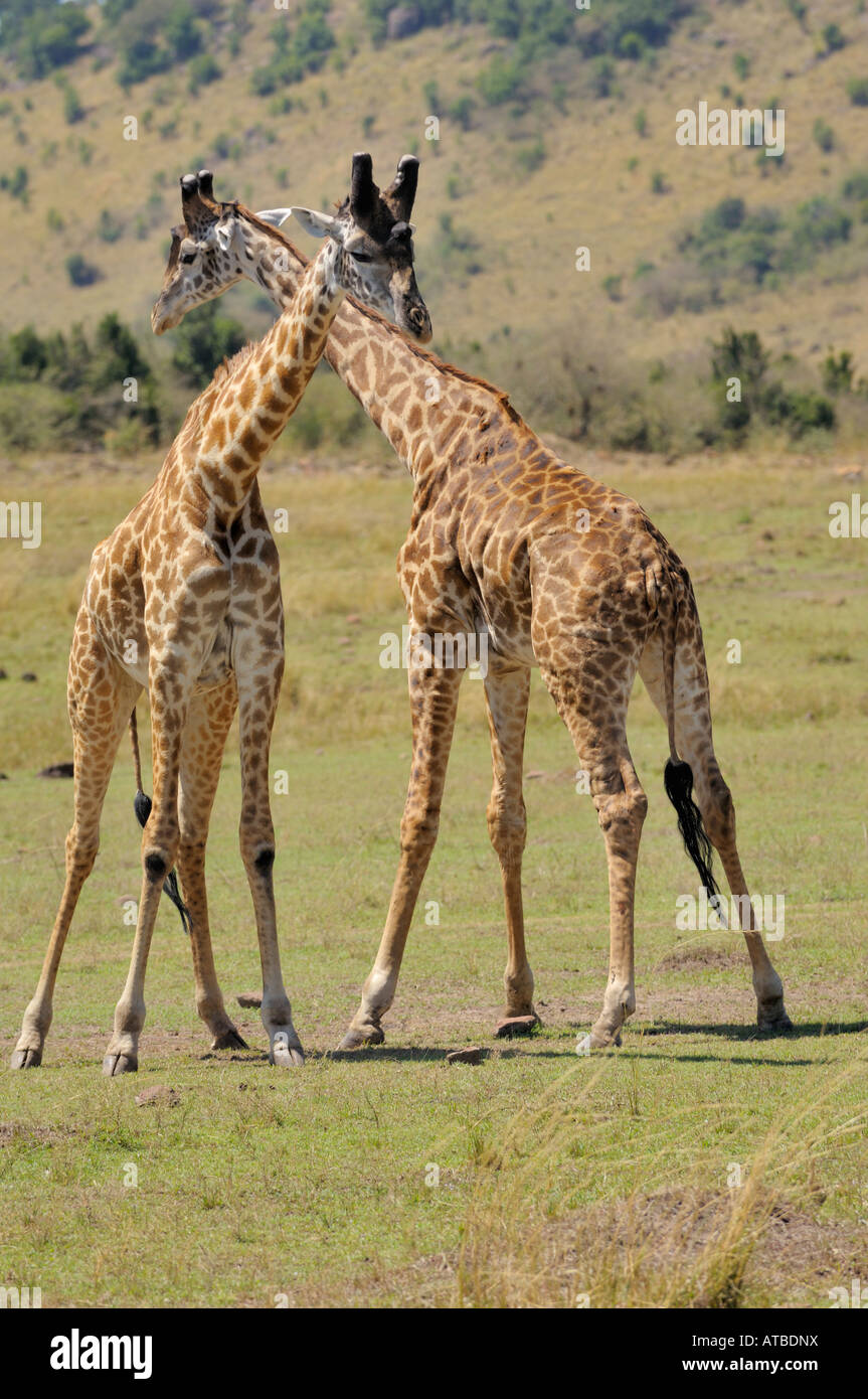 Giraffe bulls fighting, Maasai Mara, Kenya Stock Photo - Alamy