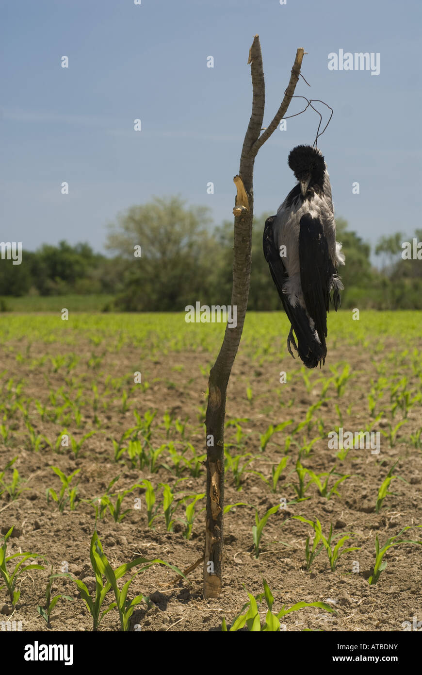 hooded crow (Corvus corone cornix), greek scarecrow with a dead crow ...