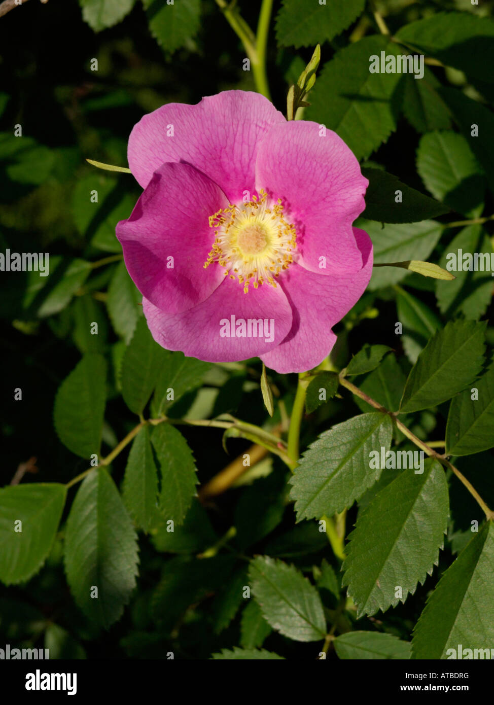 Pea rose (Rosa pisocarpa Stock Photo - Alamy