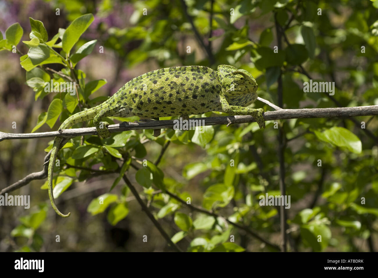 Mediterranean chameleon african chameleon common hi-res stock ...