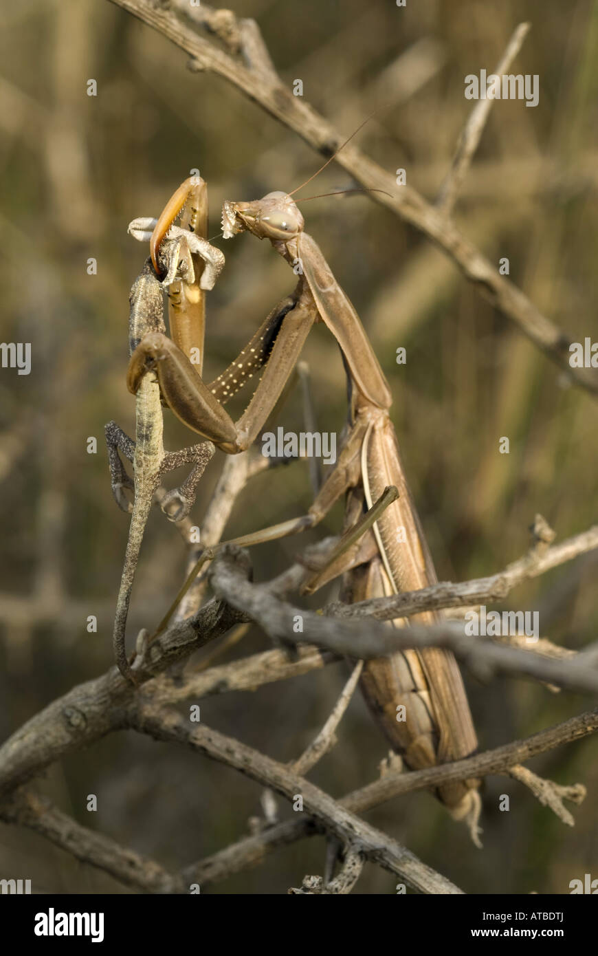 Baby preying mantis hi-res stock photography and images - Alamy