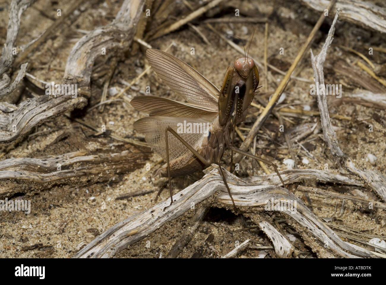 European preying mantis (Mantis religiosa), in defence posture, Greece ...