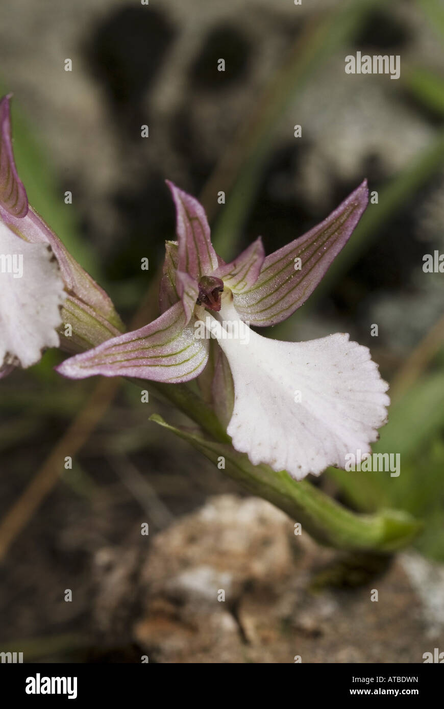 butterfly orchis (Orchis papilionacea ssp. grandiflora), flower, Greece ...