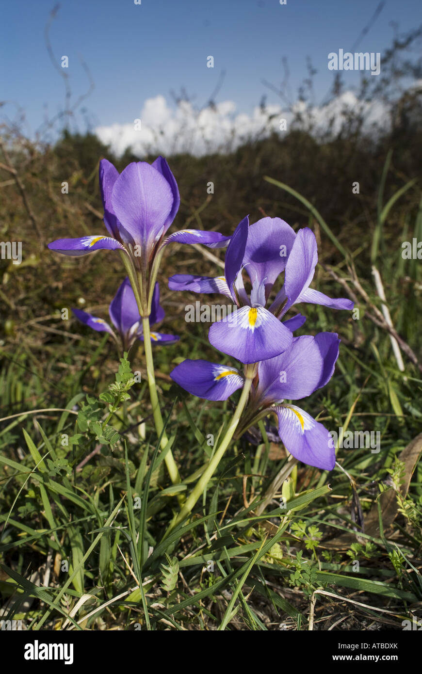 Winter Iris. Algerian Iris (Iris unguicularis), flower, Greece ...