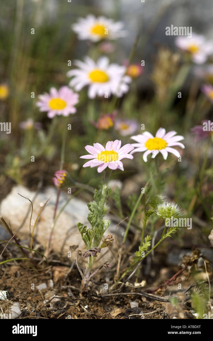 chamomille (Anthemis rosea), endemic flower of Samos Island with ...