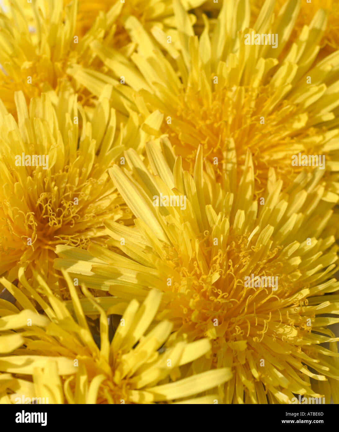 Pure Gold, open flowers of Dandelions. Named from a corruption from the ...