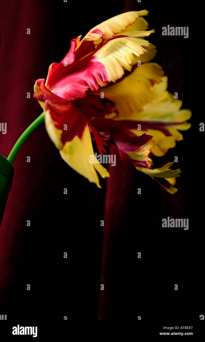 Tulipa, Flame perfection. Brilliant red and yellow tulip displaying old ...