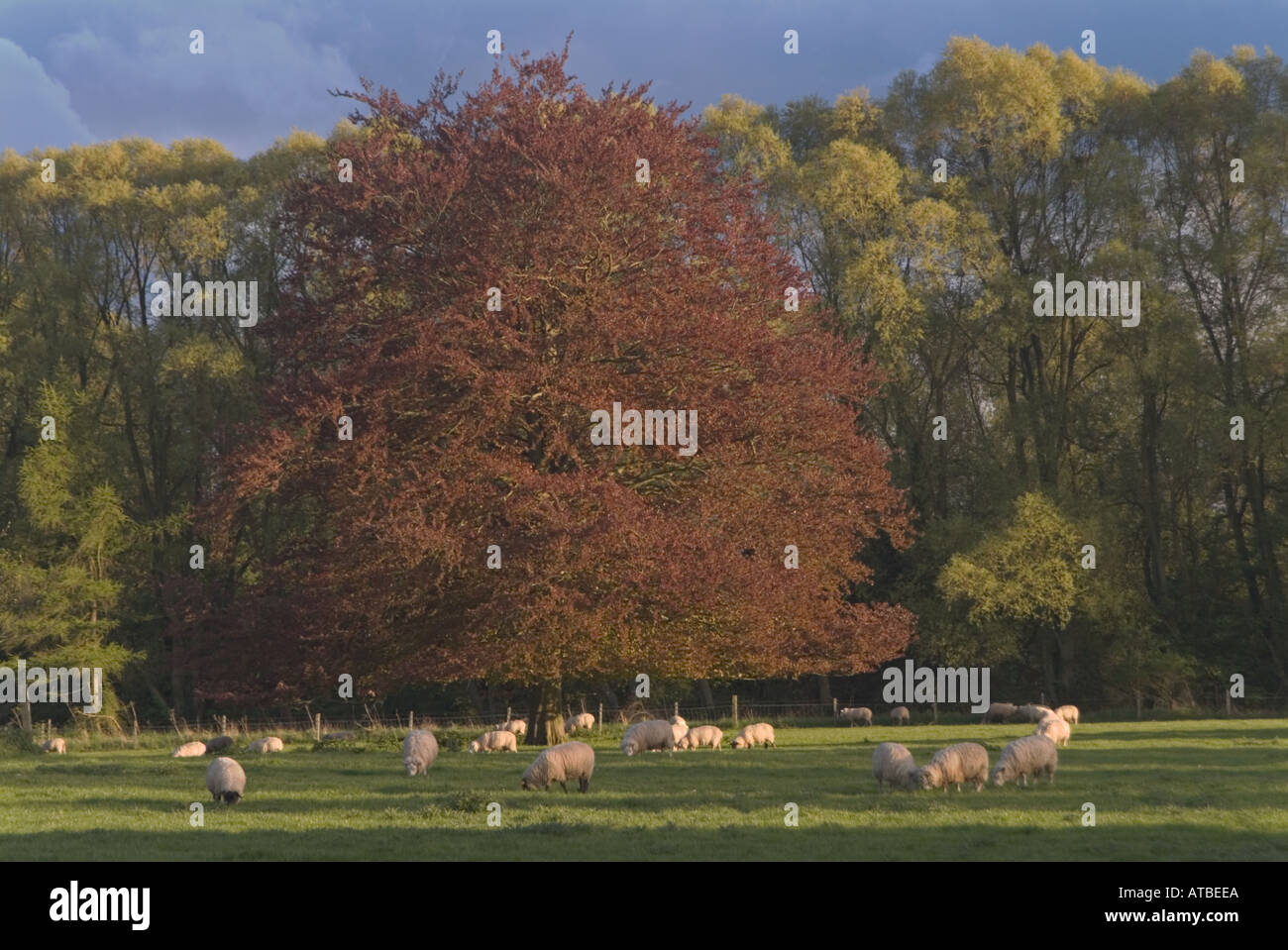 Tackley Oxfordshire England UK Stock Photo - Alamy