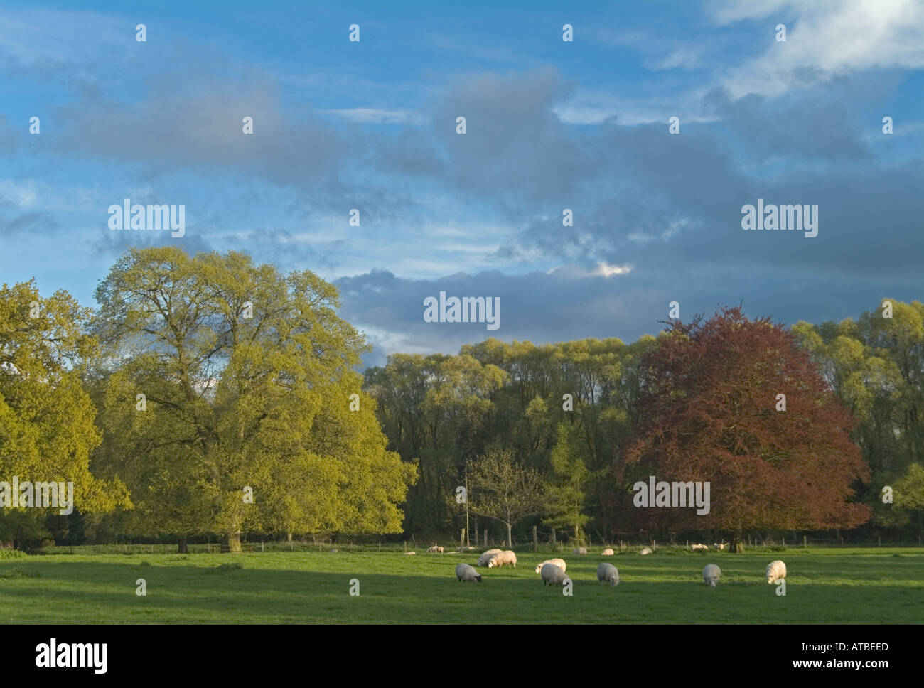 Tackley Oxfordshire England UK Stock Photo - Alamy