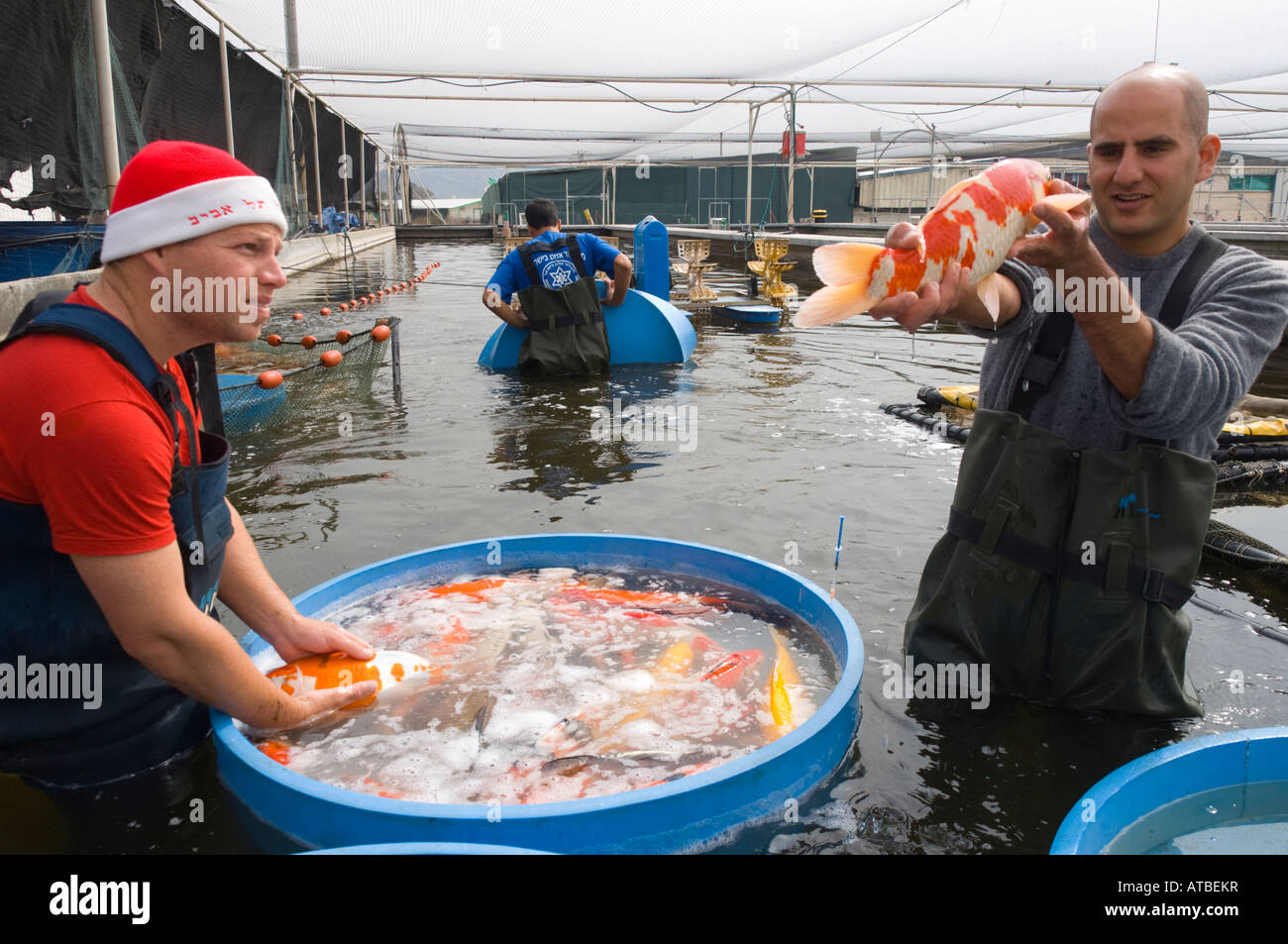 Israel Kibbutz Maagan Mikhael Ornementation Fish Farm daily tasks men ...