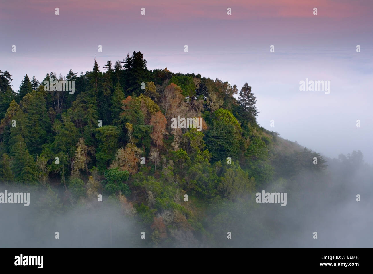 Coastal fog trees and hills at sunset Big Sur Coast Monterey County ...