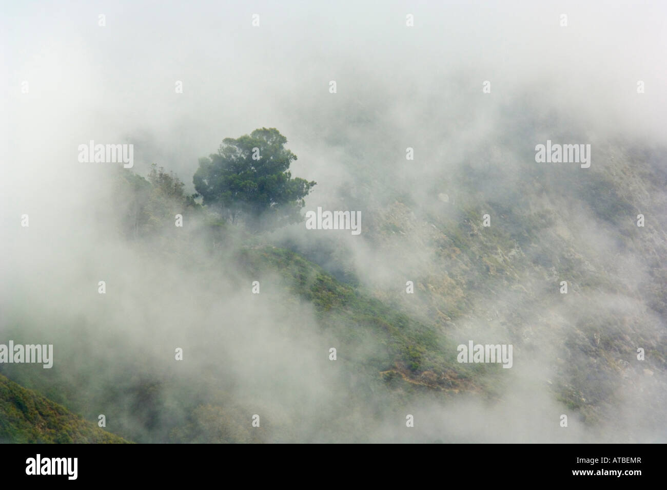 Coastal fog and trees on hillside along Big Sur Coast Monterey County ...