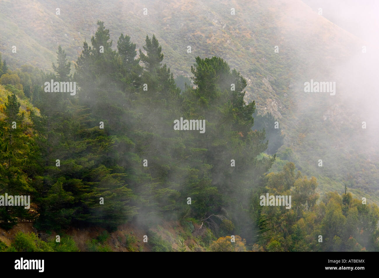 Coastal fog and trees on hillside along Big Sur Coast Monterey County ...