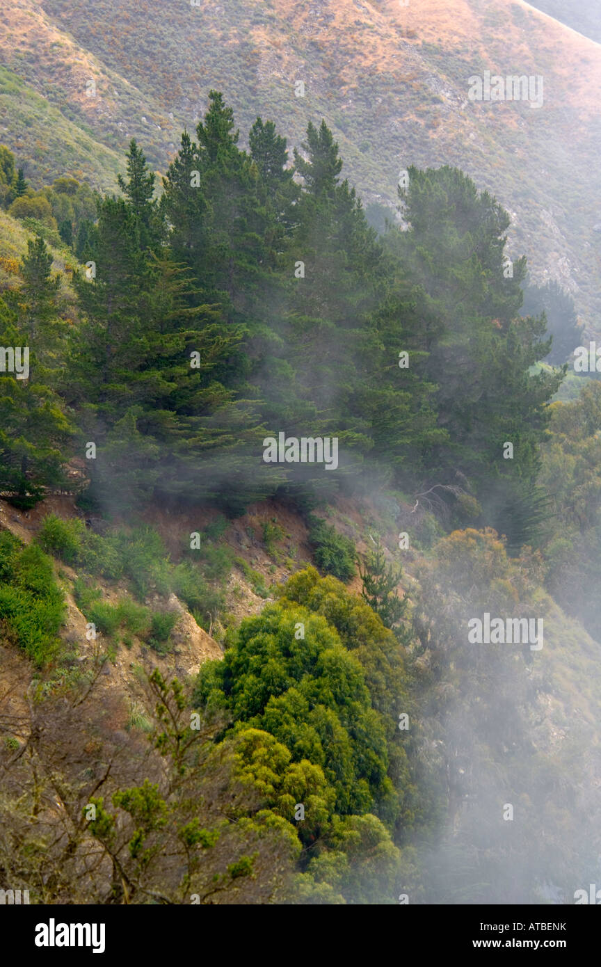 Coastal fog and trees on hillside along Big Sur Coast Monterey County ...