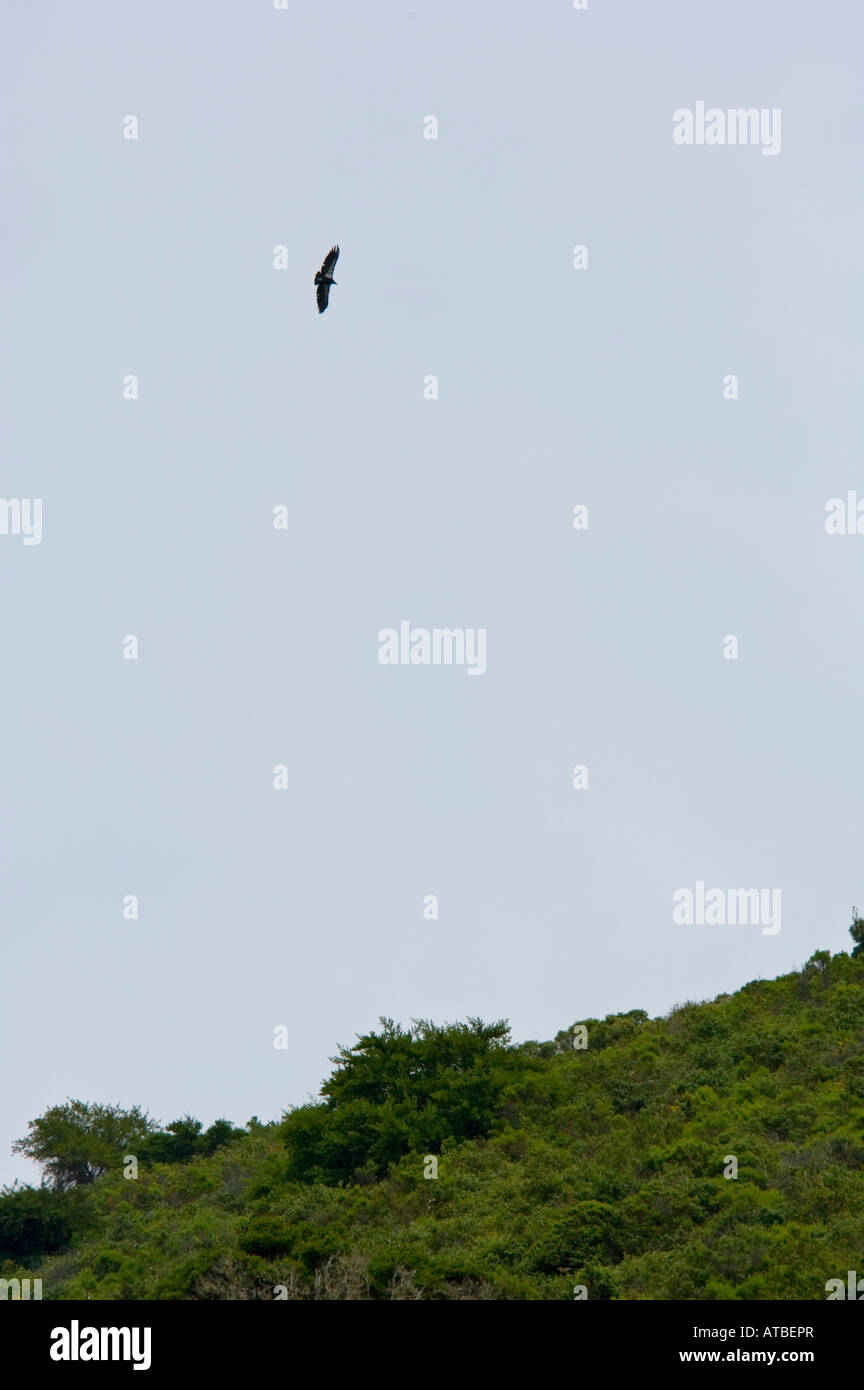 California Condor flying over hills along the Big Sur Coast Monterey ...
