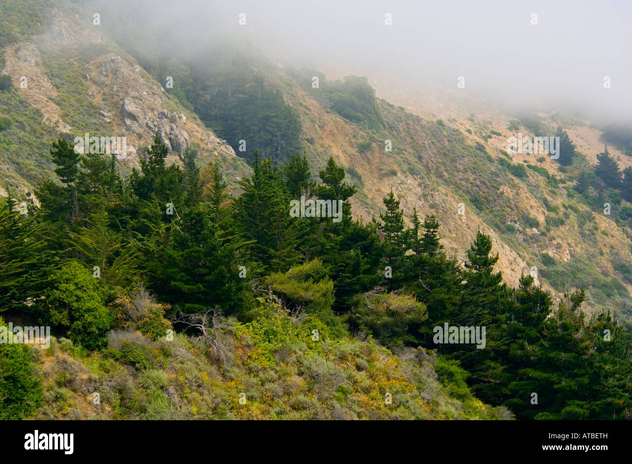 Coastal fog and trees on hillside along Big Sur Coast Monterey County ...