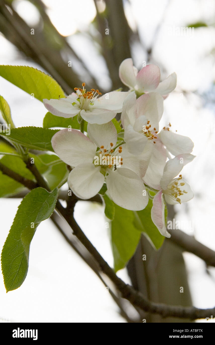 Israel Apple tree blossoms flowering Apple tree April 2007 Stock Photo ...