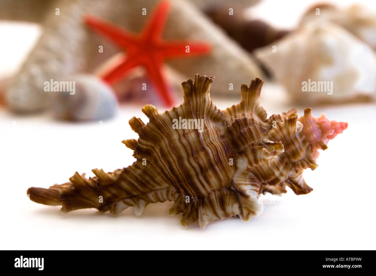 Conch shell white background Cut Out Stock Images & Pictures - Alamy