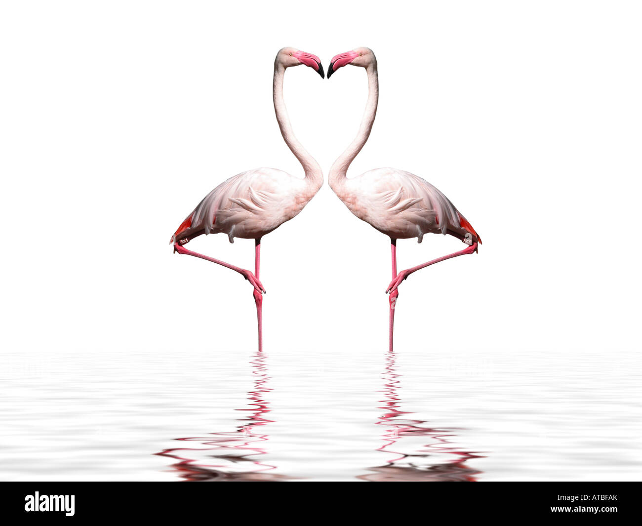 Two birds kissing.Symbolic heart shape Stock Photo - Alamy