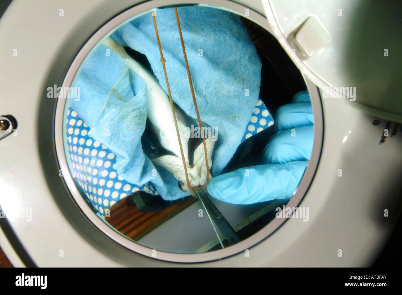 Fish autopsy dissecting photo by Bruce Miller 2007 Stock Photo - Alamy