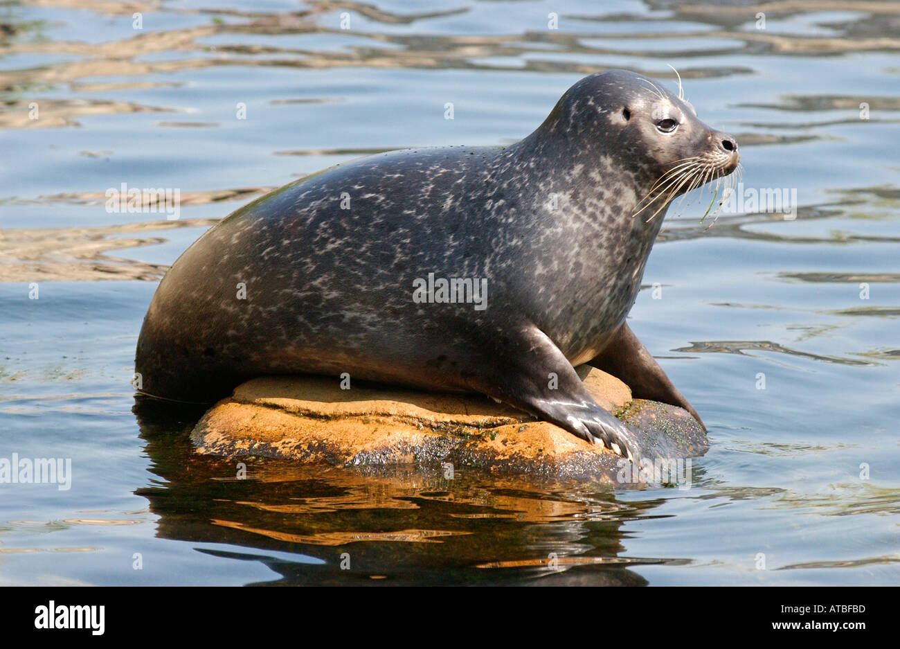 A captive seal sitting on a rock Stock Photo - Alamy