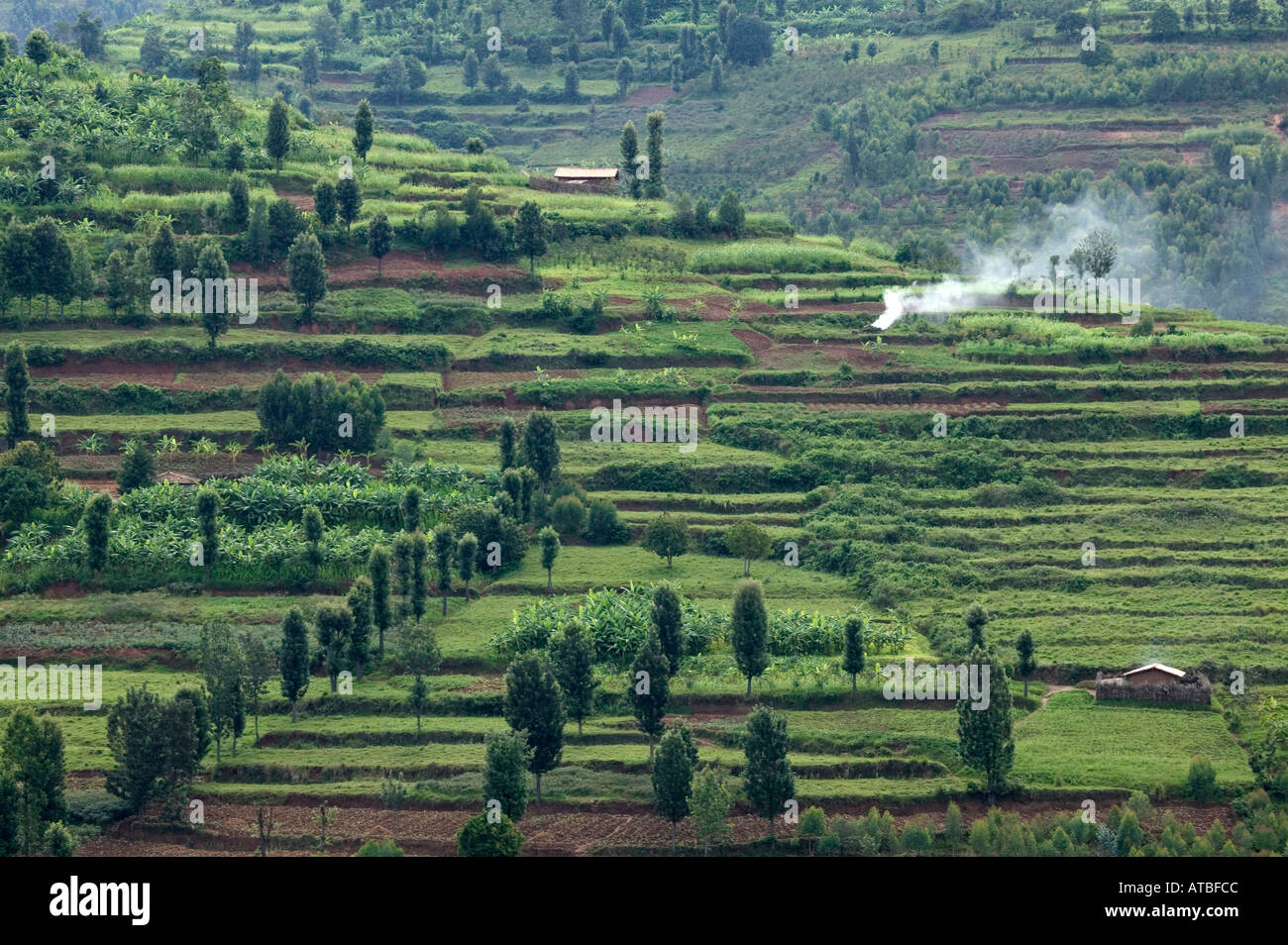 Tea plantation near Nyungwe Forest National Park, Rwanda, Central ...