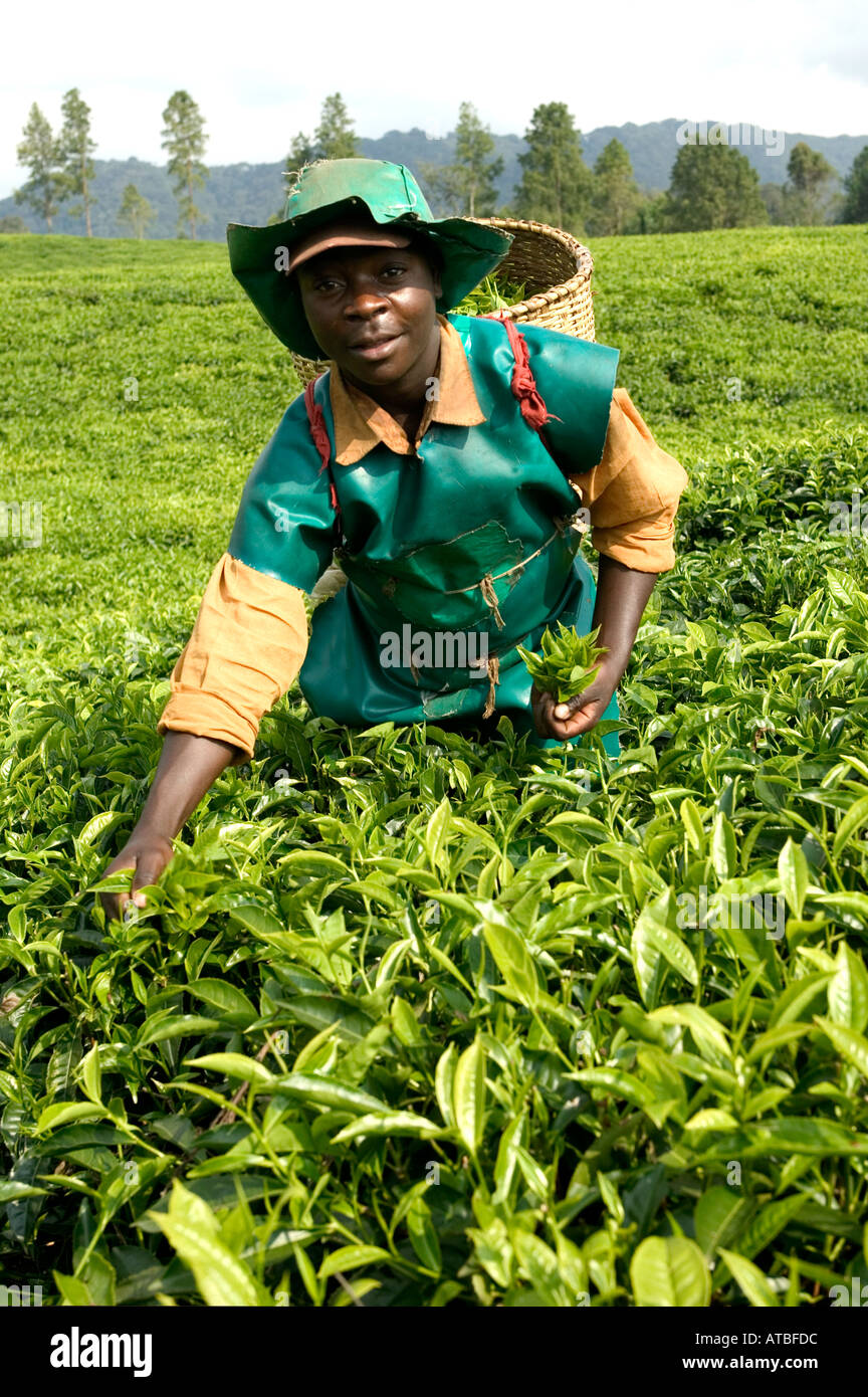 Tea factory labourer hi-res stock photography and images - Alamy