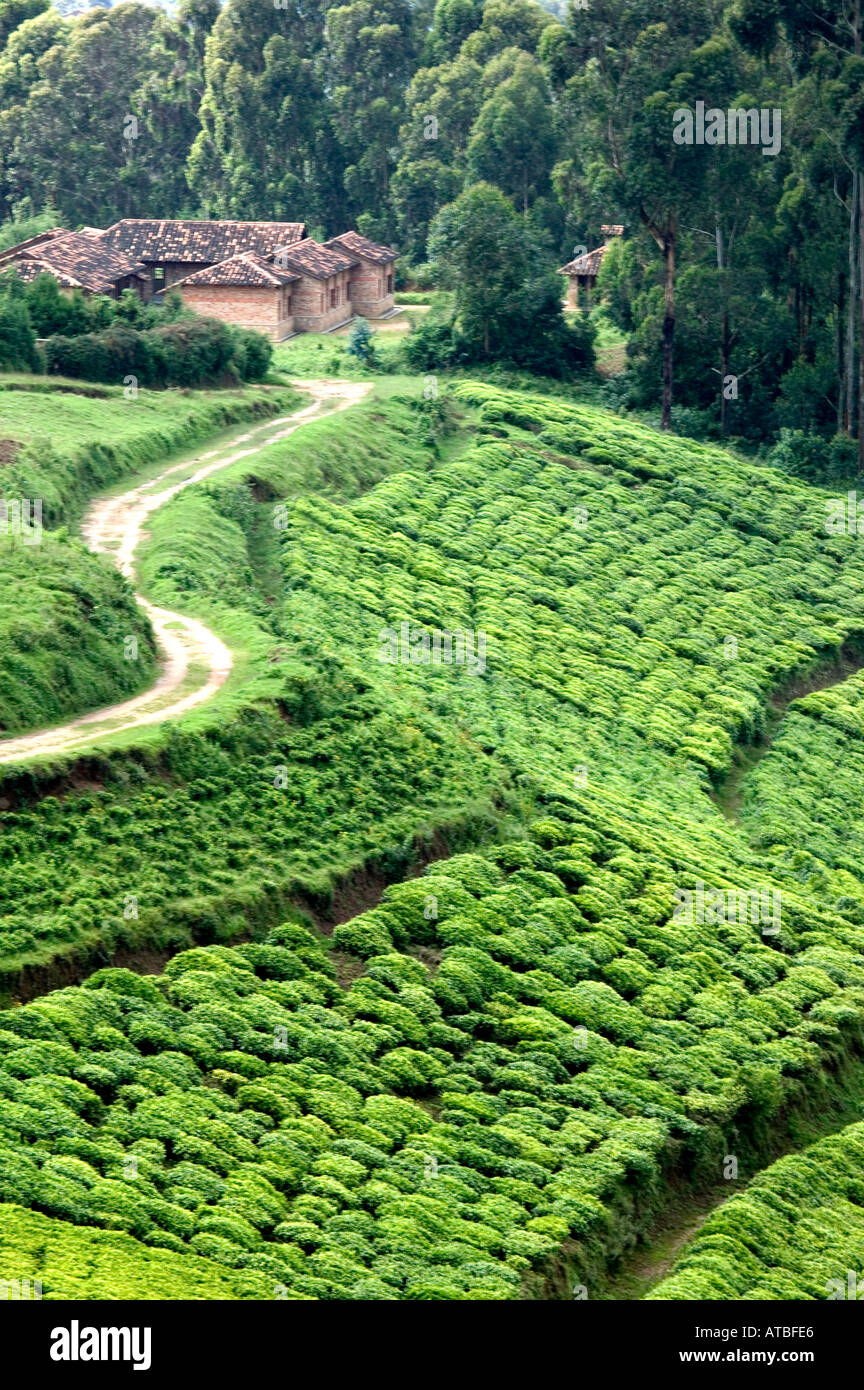 Rwanda tea plantation hi-res stock photography and images - Alamy