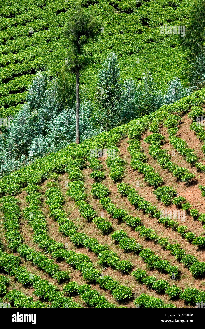 A tea plantation near Nyungwe National Park in Rwanda Central Africa ...