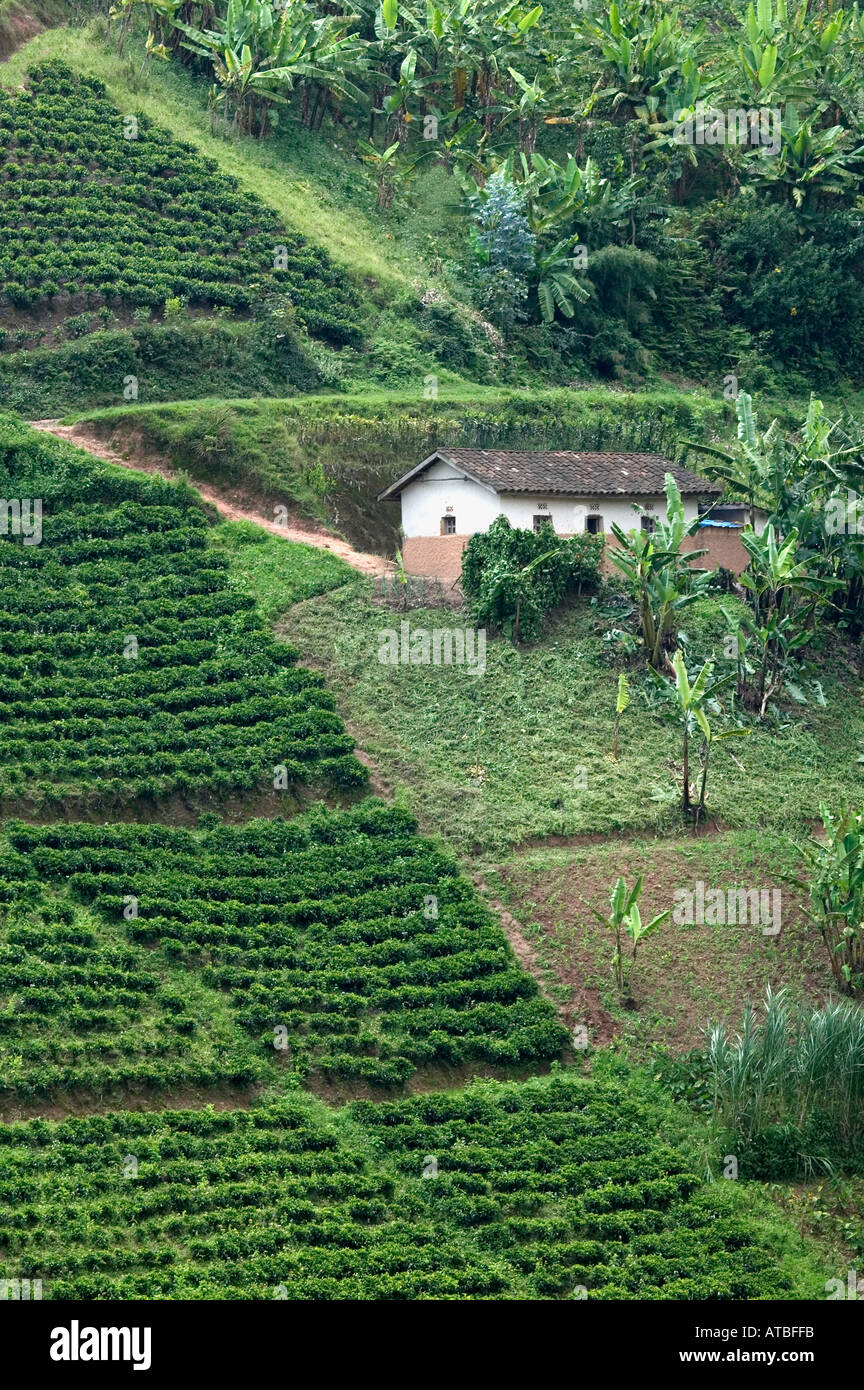 A tea plantation near Nyungwe National Park in Rwanda Central Africa ...