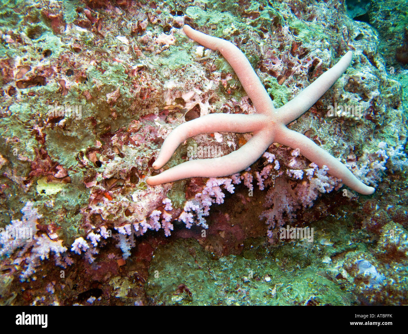 Pink Sea Stars