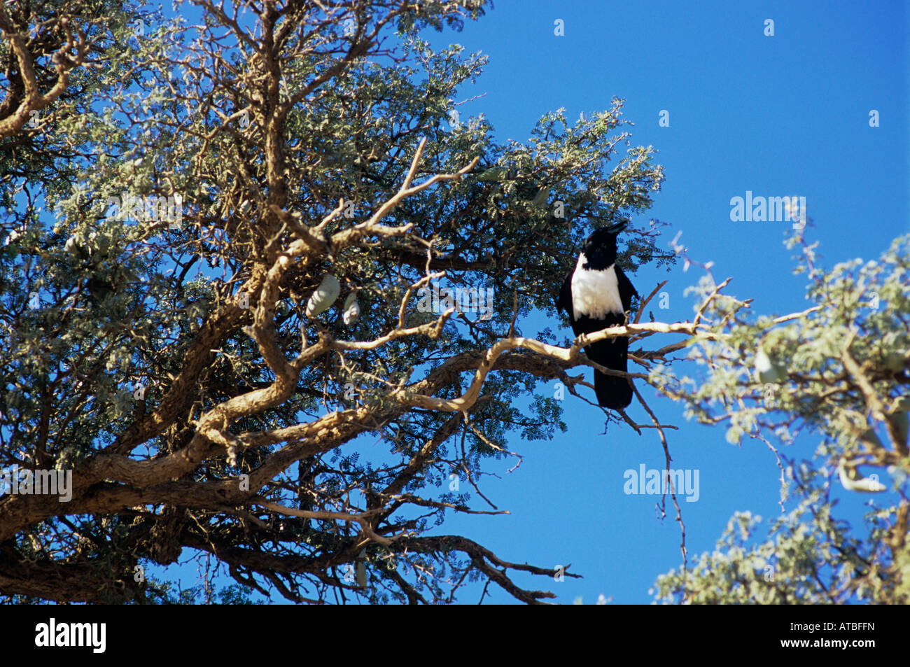 Pied Crow (Corvus albus) in acacia tree, Namibia Stock Photo - Alamy