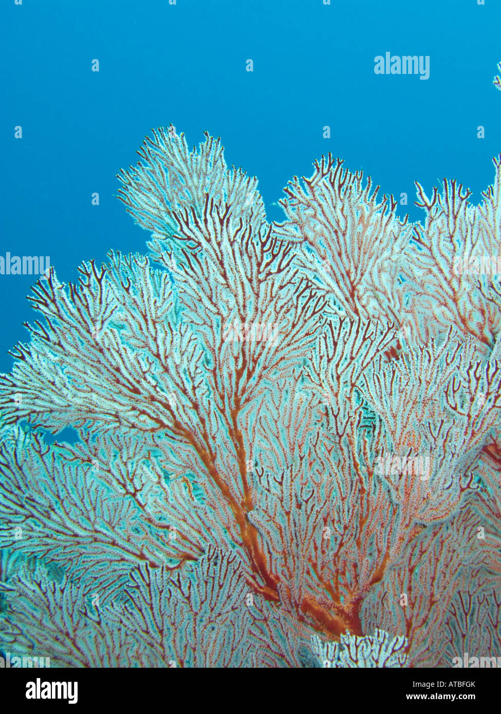 White polyps hi-res stock photography and images - Alamy