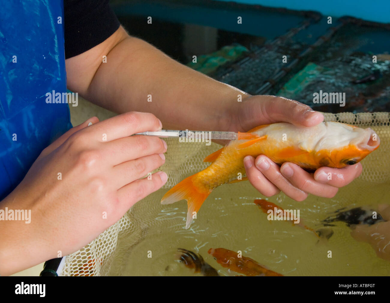 Israel Kibbutz Maagan Mikhael Ornementation Fish Farm daily tasks close ...