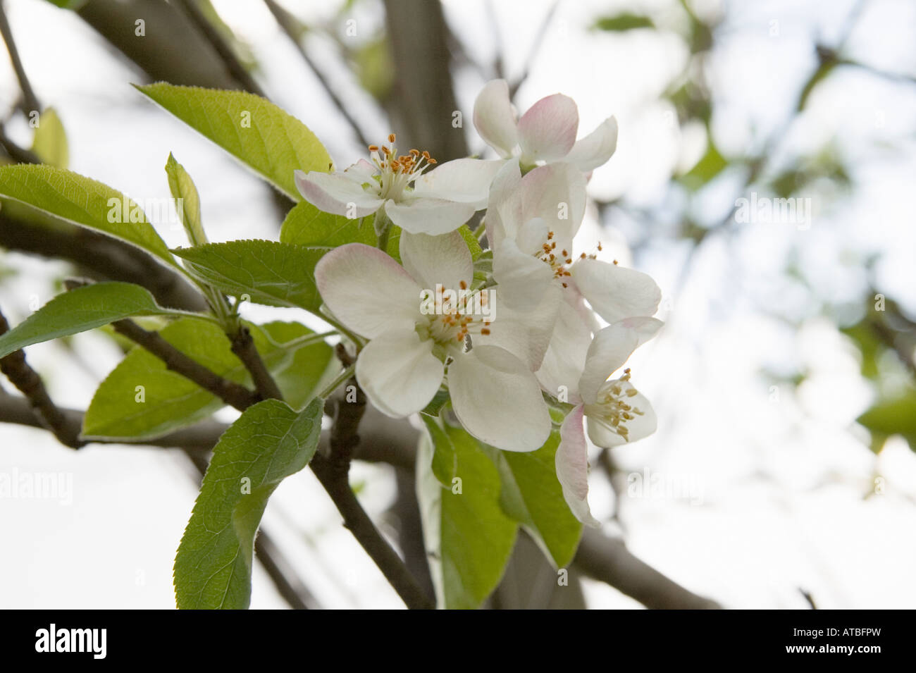 Israel Apple tree blossoms flowering Apple tree April 2007 Stock Photo ...