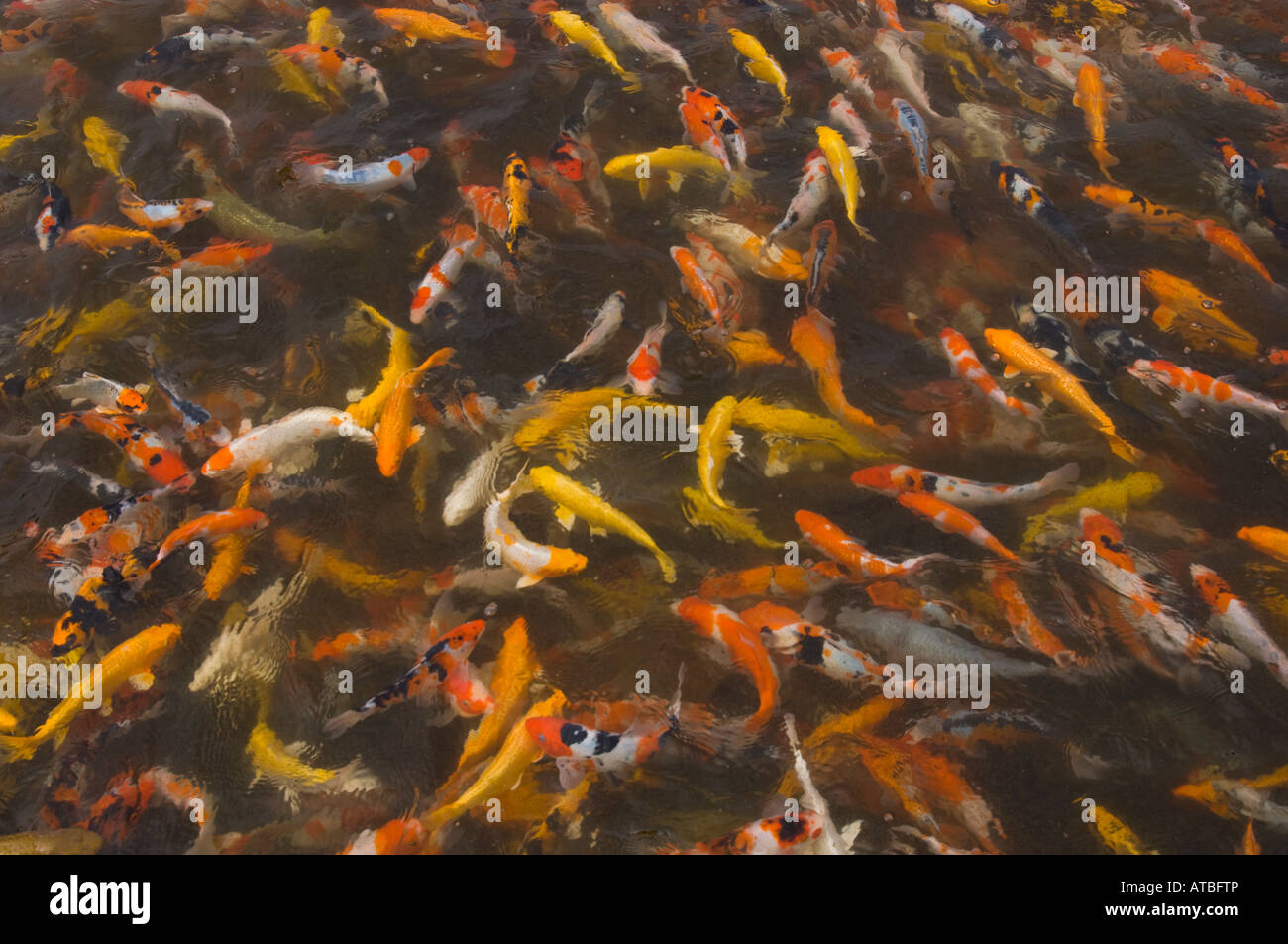 Israel Kibbutz Maagan Mikhael Ornementation Fish Farm daily tasks large ...