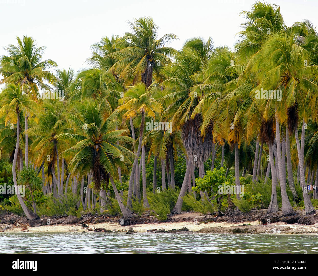 Beautiful Palm Tree Coastline on Tuamotu Island, French Polynesia ...