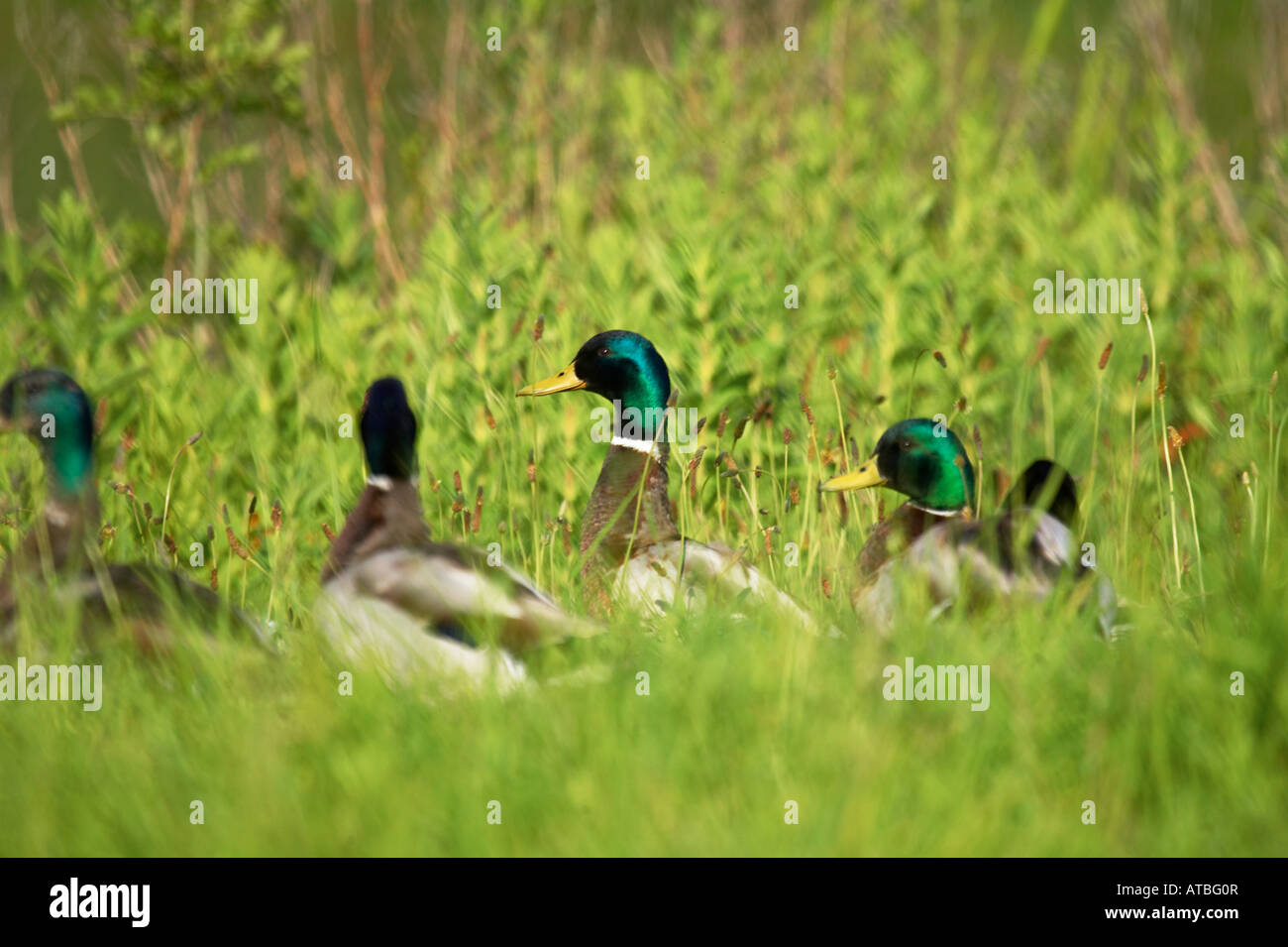 Group of mallards in the grass Stock Photo - Alamy