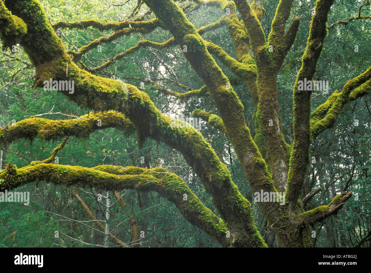 Large mossy tree branches hi-res stock photography and images - Alamy