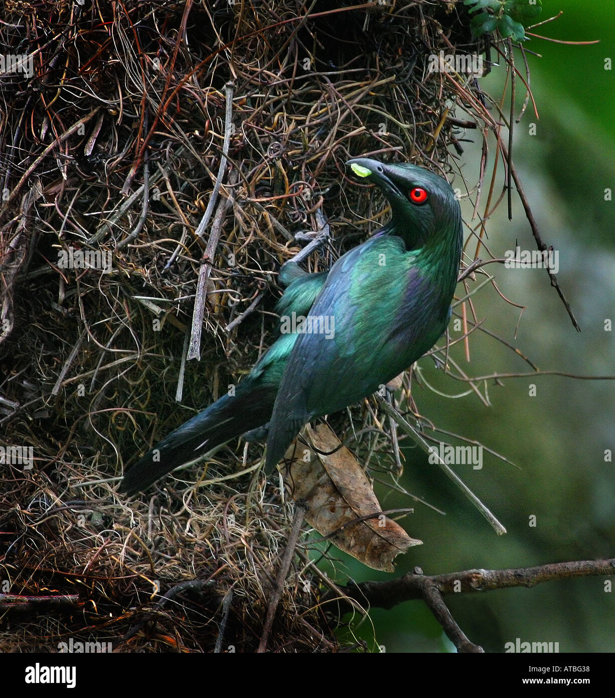 Fijian bird hi-res stock photography and images - Alamy