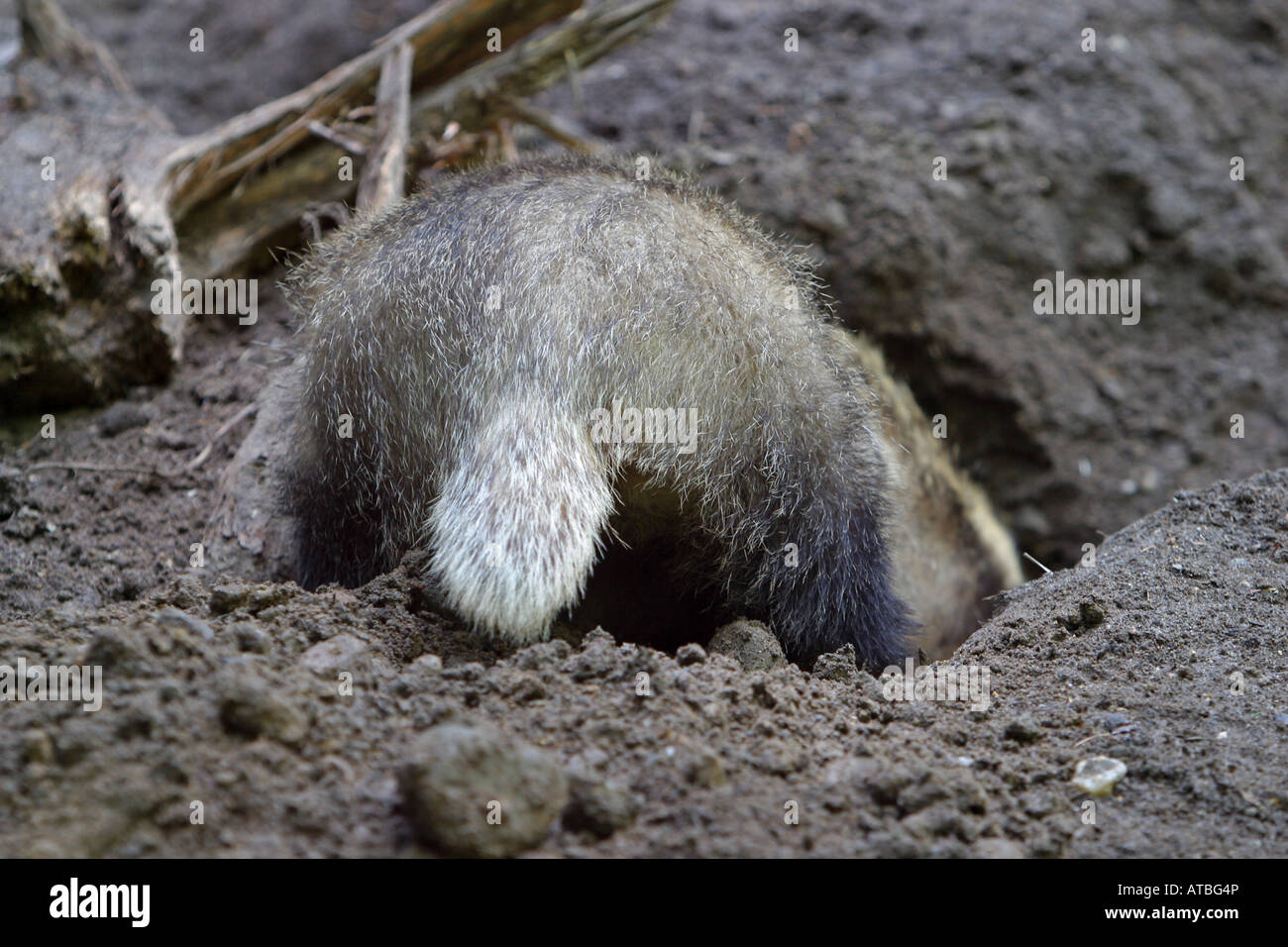 Old World badger, Eurasian badger (Meles meles), single animal ...