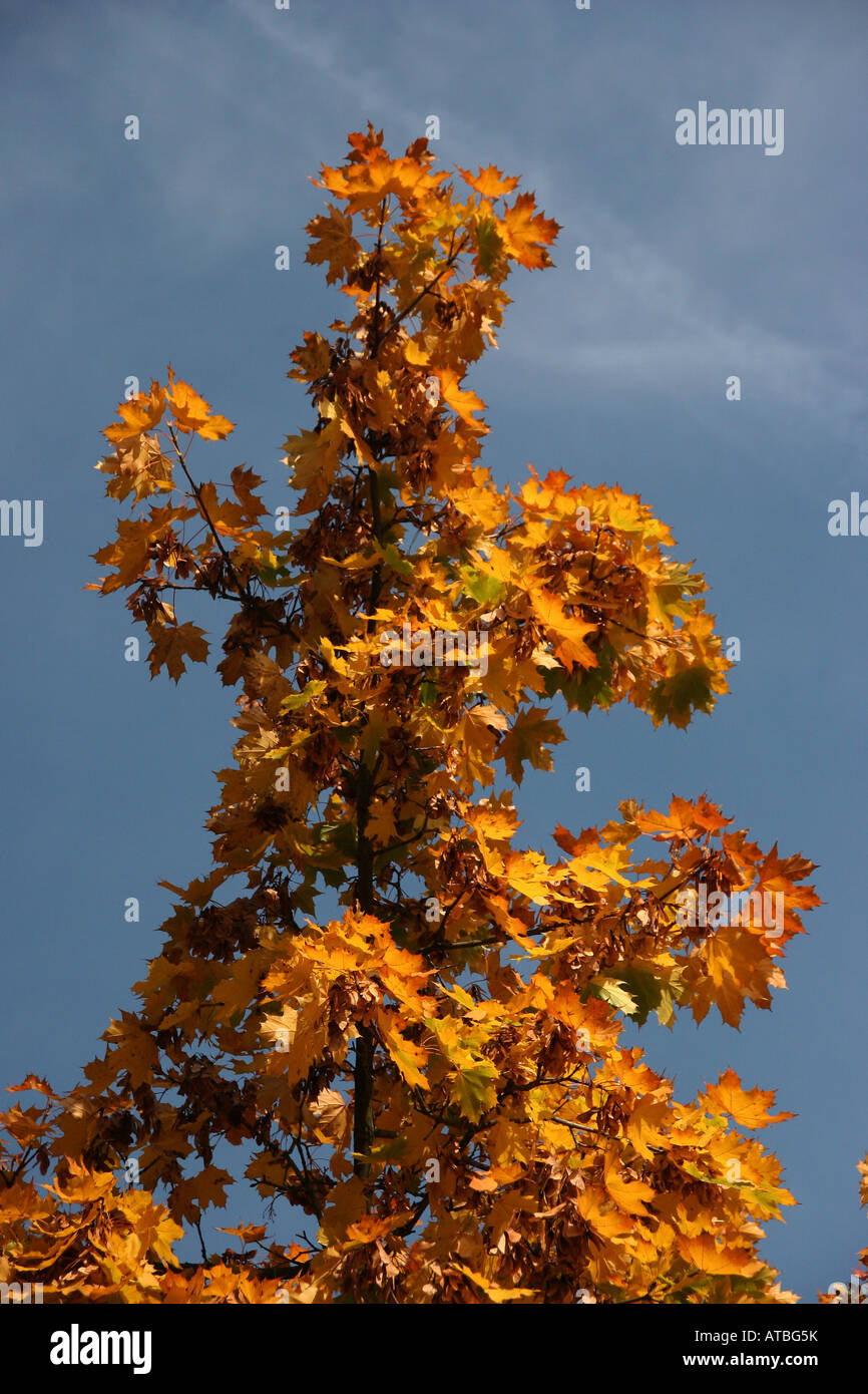 Human limp hi-res stock photography and images - Alamy