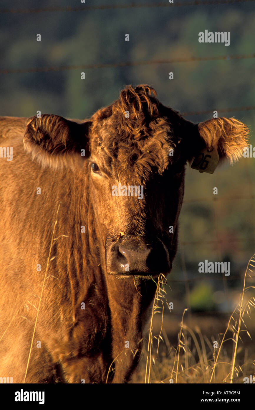 Face of country hi-res stock photography and images - Alamy