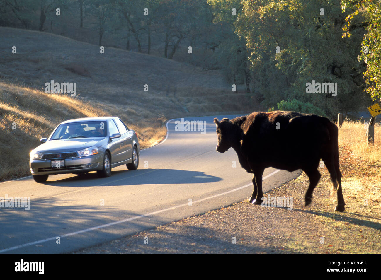 Car on country road passing Cow on side, near Willits, Mendocino County ...