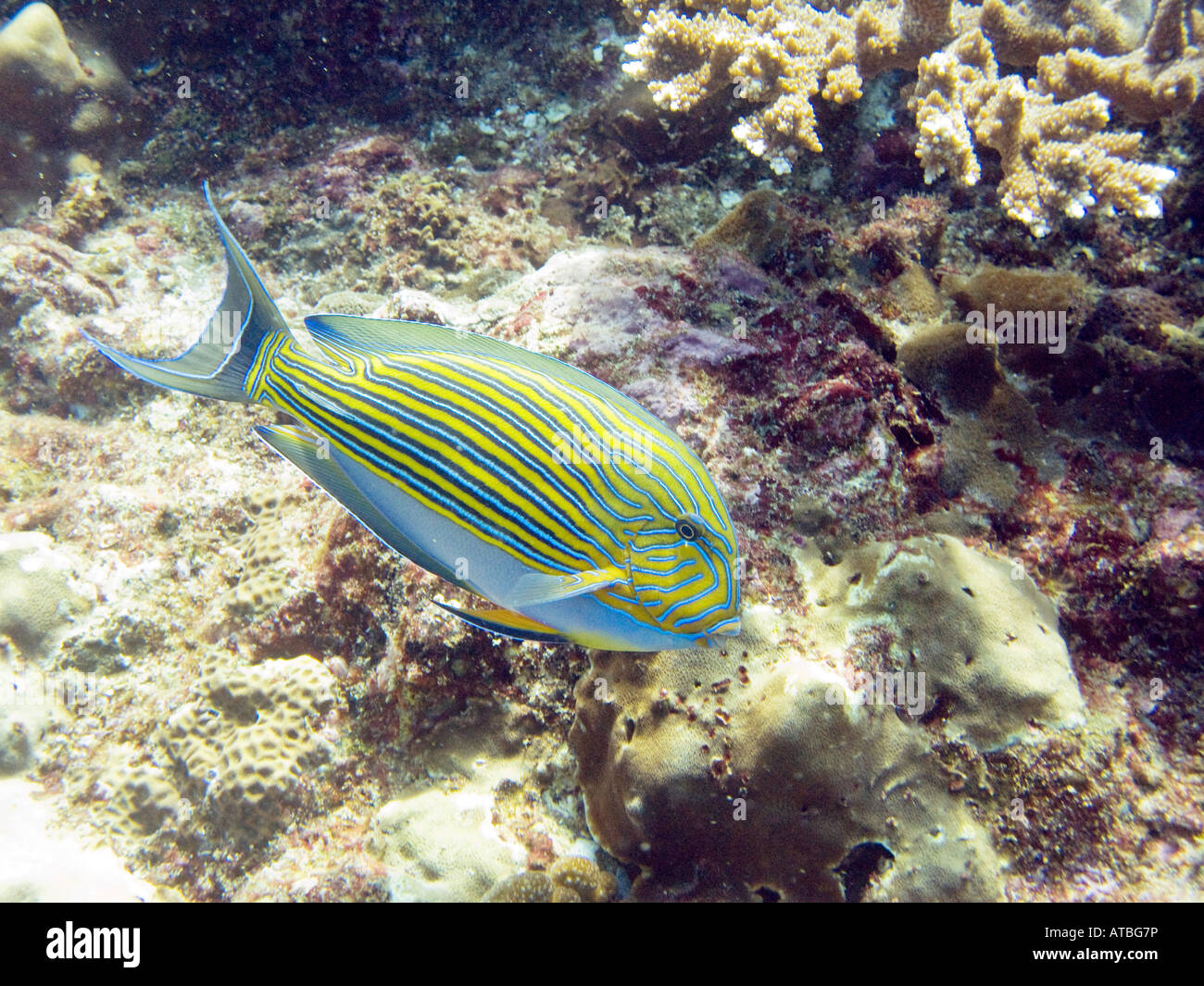 Yellow and white striped fish hi-res stock photography and images - Alamy