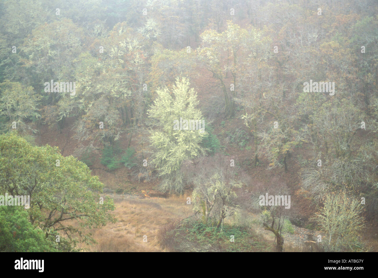 Oak tree Forest in fall Mendocino County California Stock Photo - Alamy