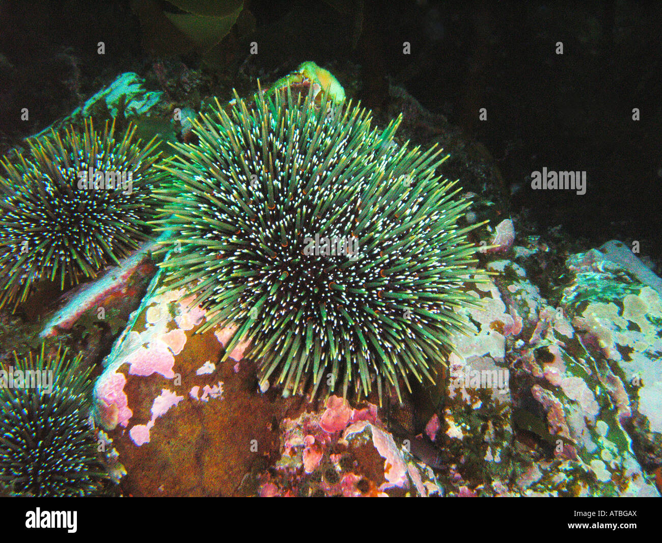 New Zealand Sea Urchin (or Kina) in the Pacific Kelp beds off Little ...