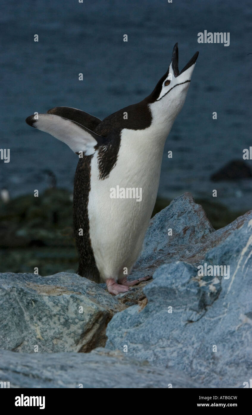 A Chinstrap Penguin calling and displaying to a possible mate Stock ...