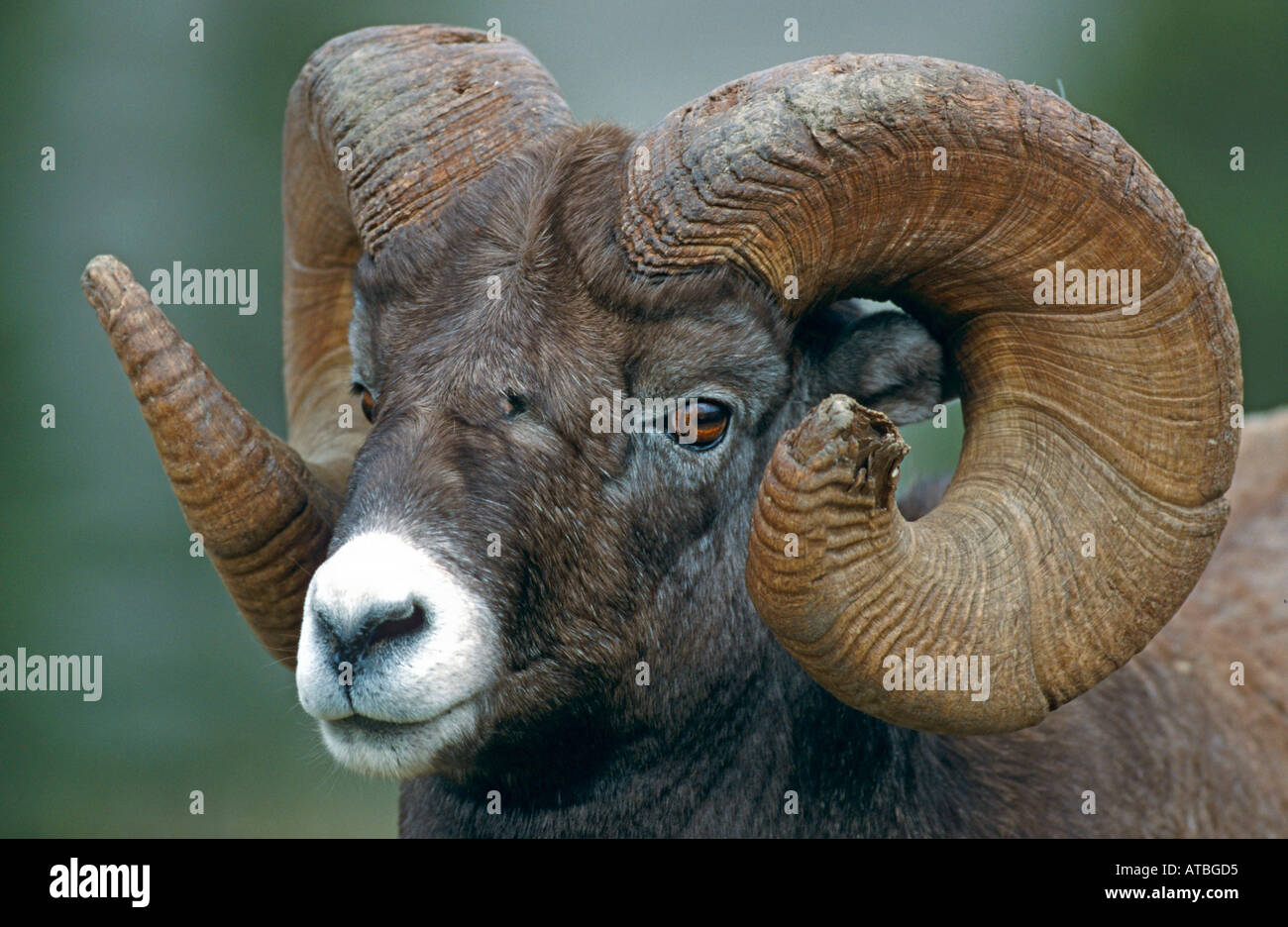 Dickhornschaf Maennchen Widder Bighorn Sheep male ram Ovis canadensis ...