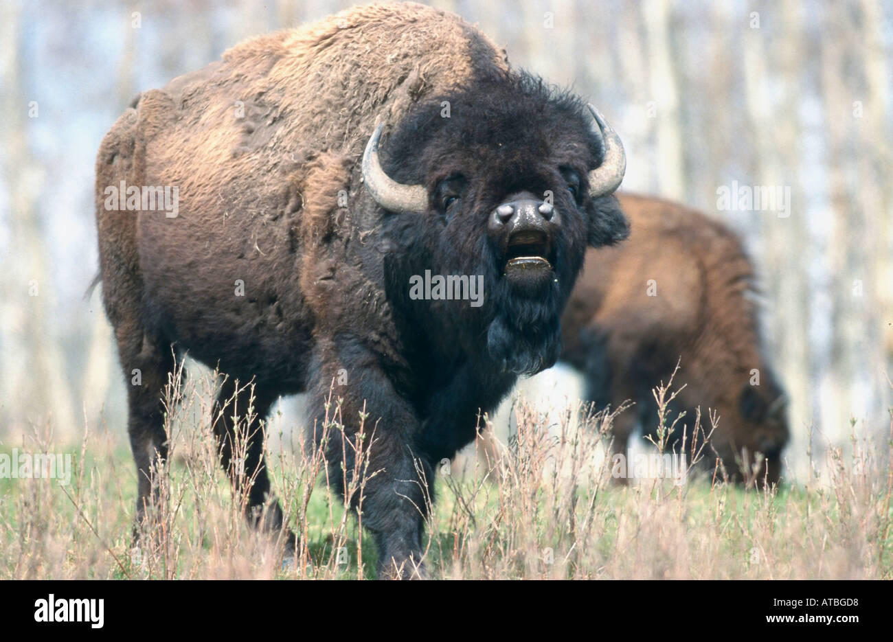 Wood buffalo national park alberta hi-res stock photography and images ...